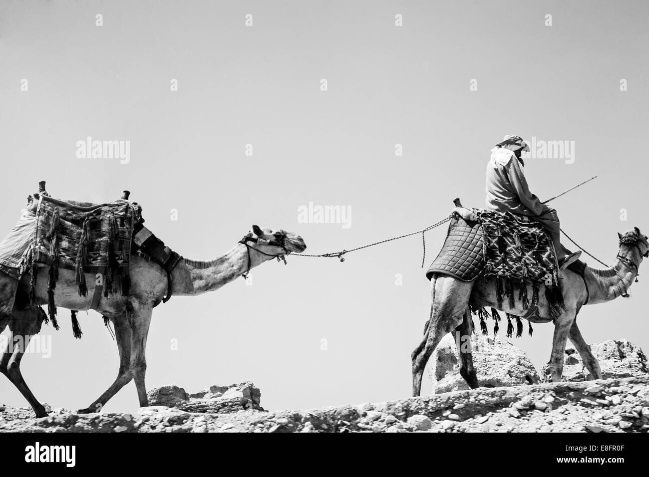 Camel Black and White Stock Photos & Images - Alamy
