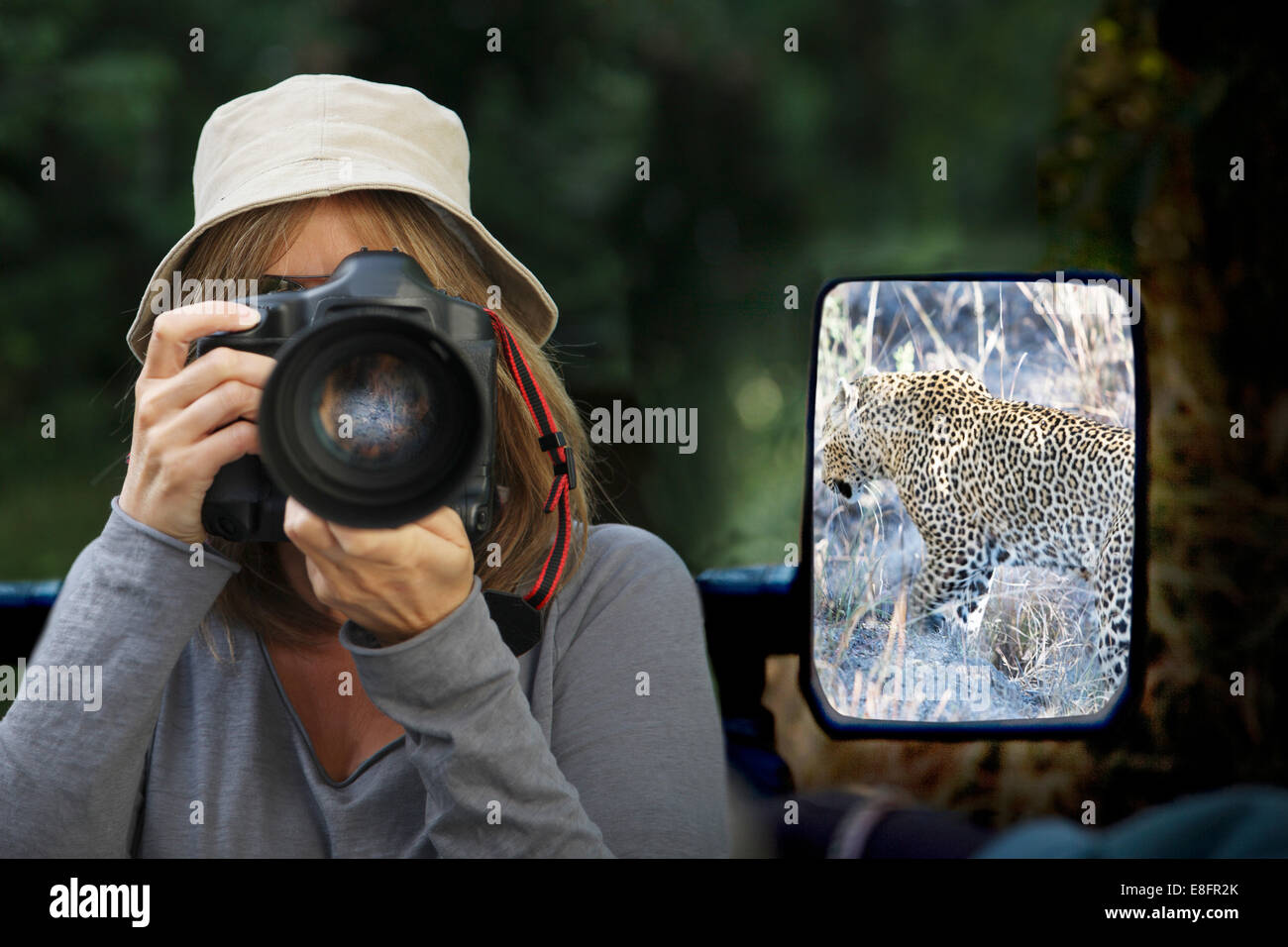 Woman on safari photographing leopards, South africa Stock Photo - Alamy
