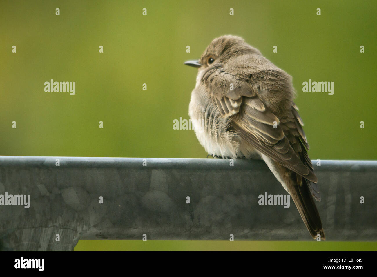 little fluffy bird Stock Photo - Alamy