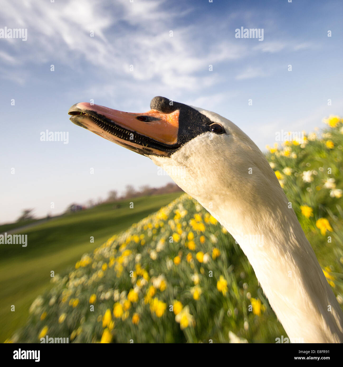 Close up of swan Stock Photo - Alamy