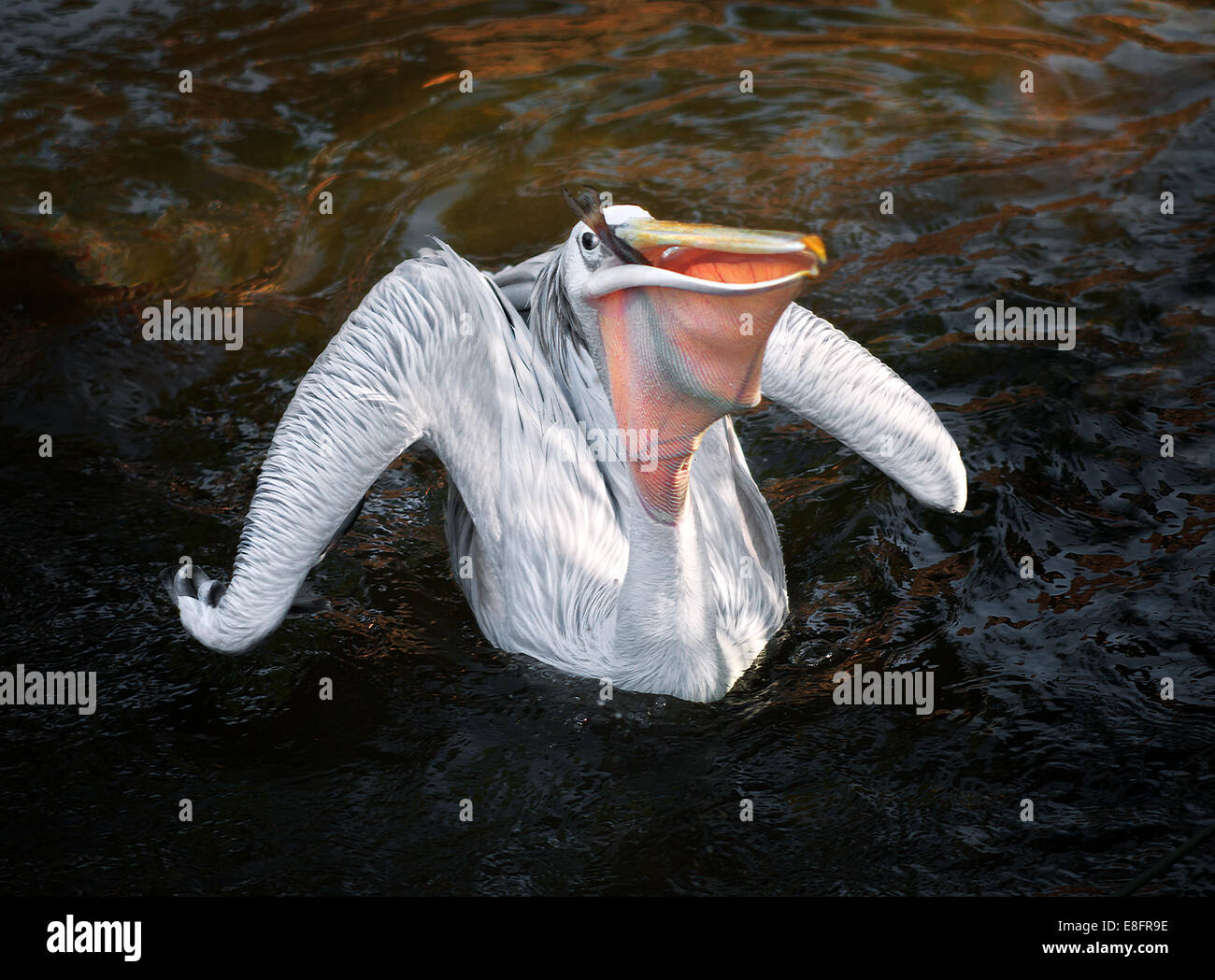 Pelican (Pelecanus onocrotalus) on water with fish in beak Stock Photo ...