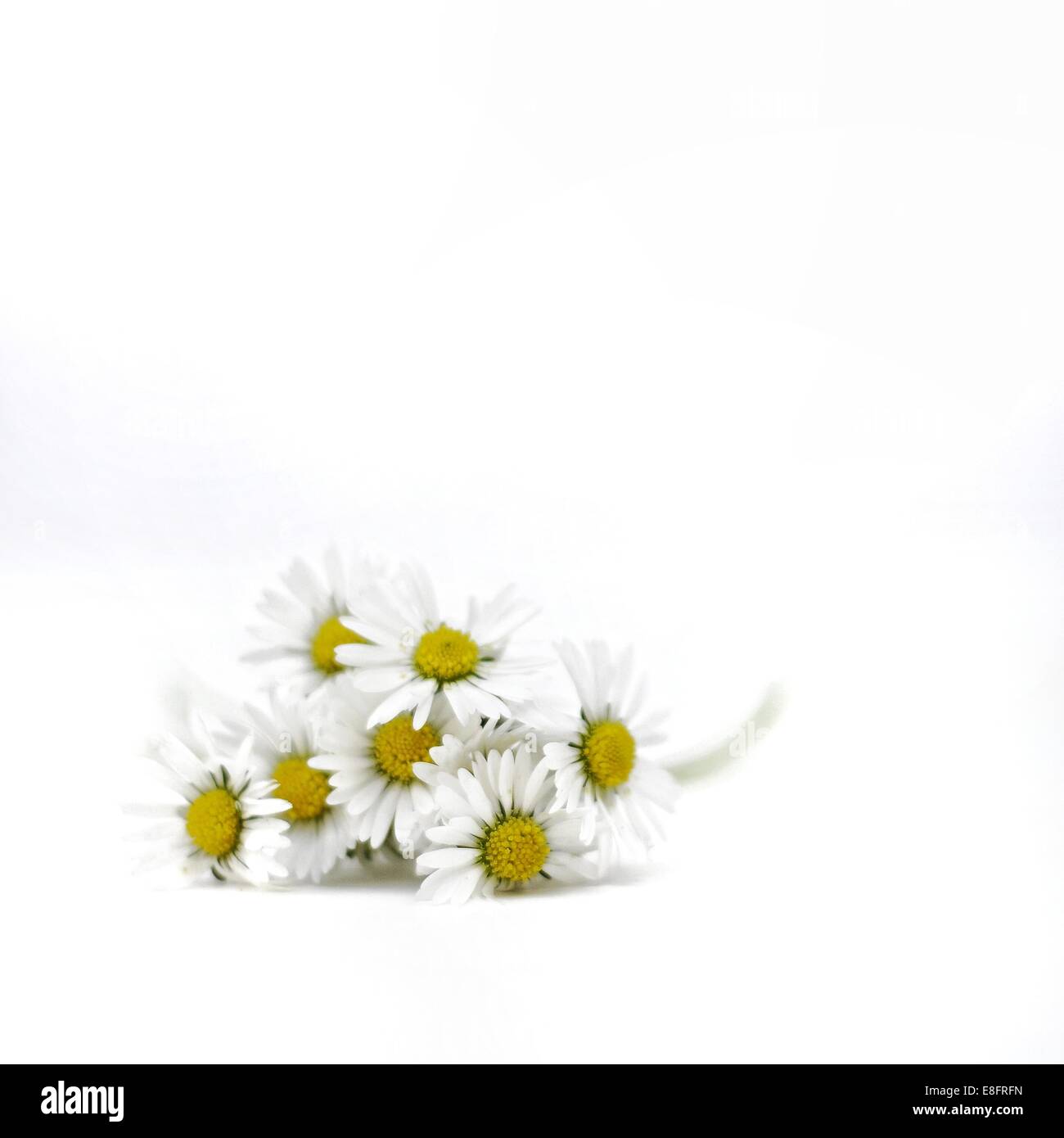 Group daisy flowers in Cut Out Stock Images & Pictures - Alamy