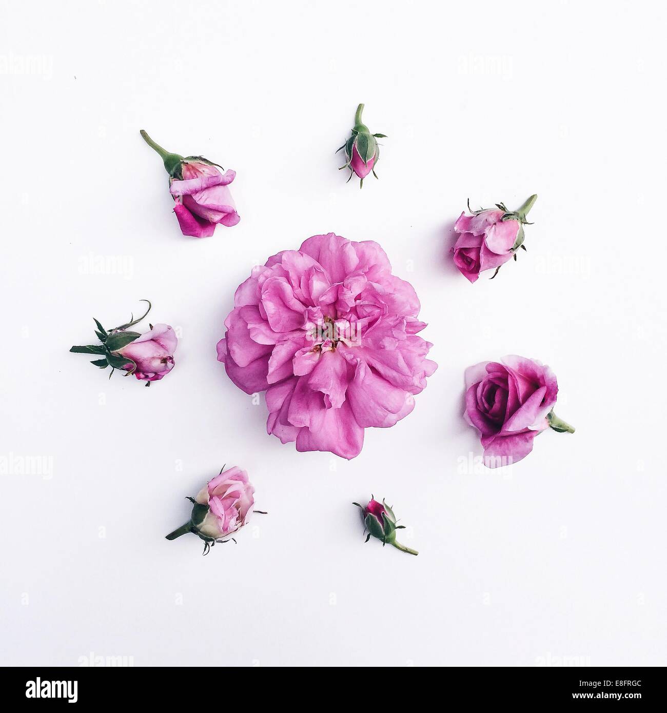 Rose buds in circle around rose head Stock Photo - Alamy