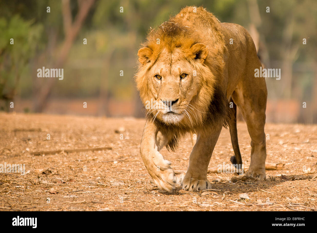 View of lion walking Stock Photo - Alamy