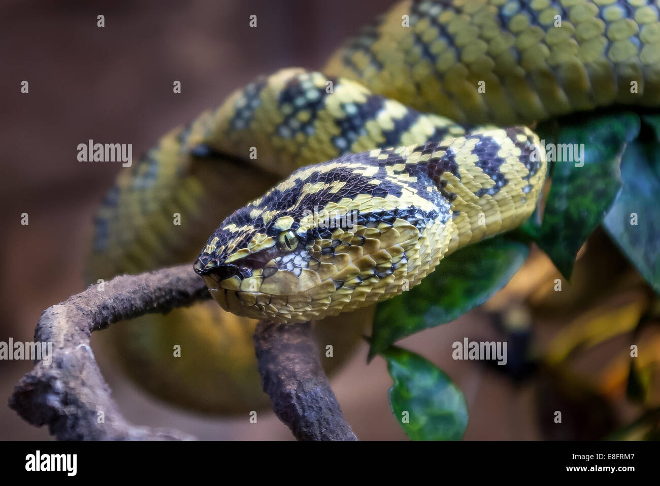 Waglers Pit Viper Stock Photo - Alamy