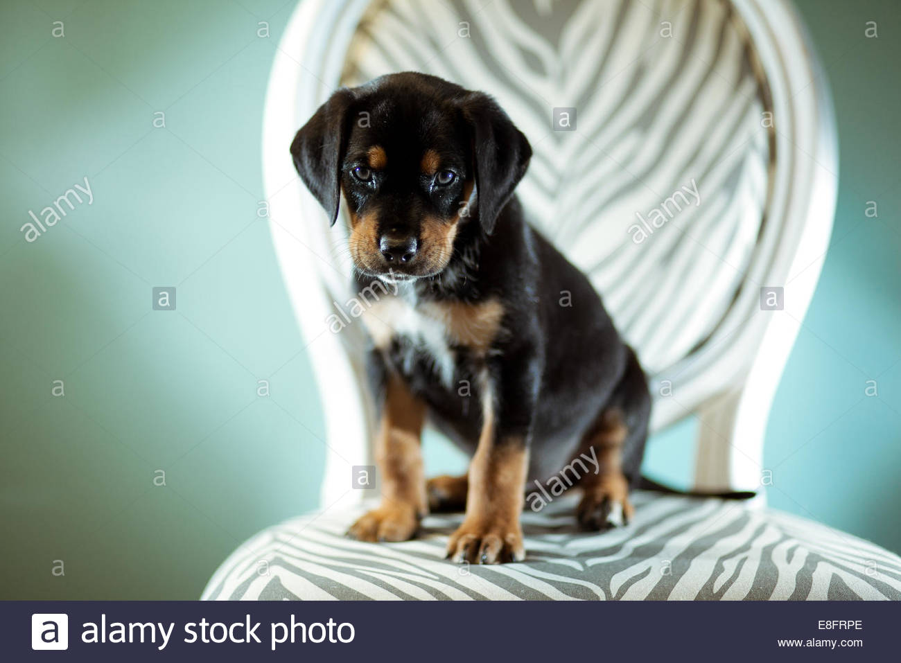 Dog Sitting Stock Photos & Dog Sitting Stock Images - Alamy