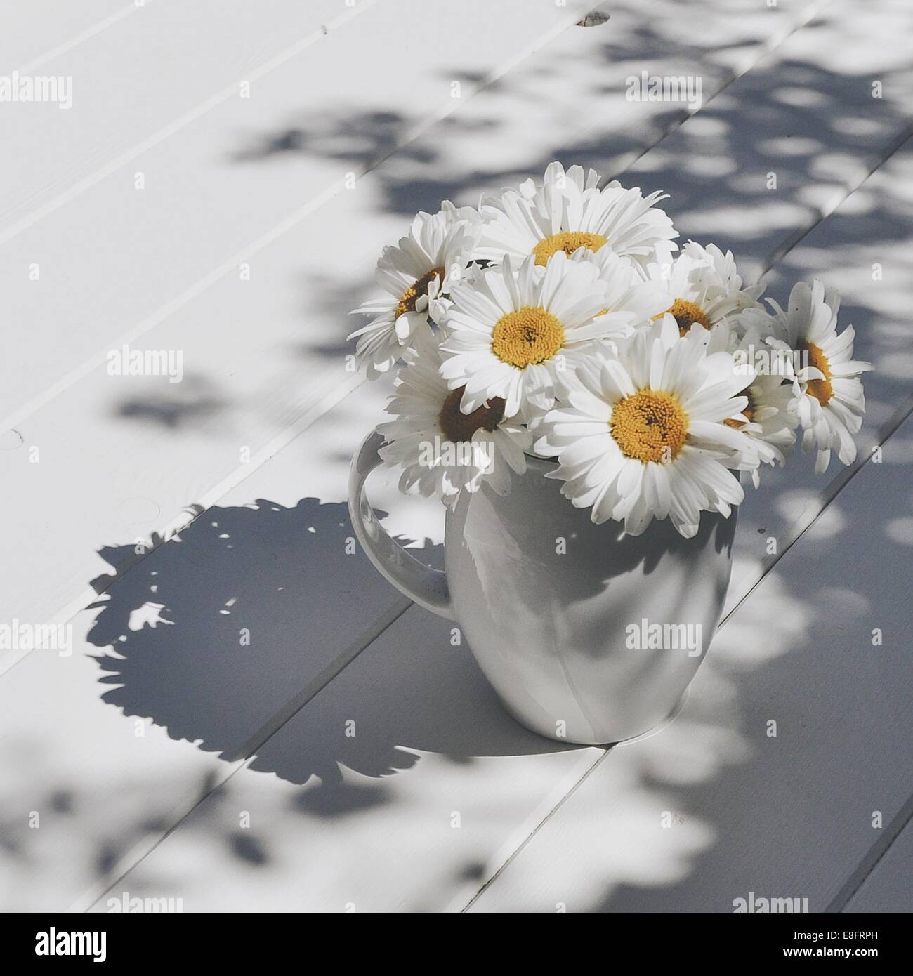 Jug of giant daisy flowers on wooden table in sunlight Stock Photo - Alamy