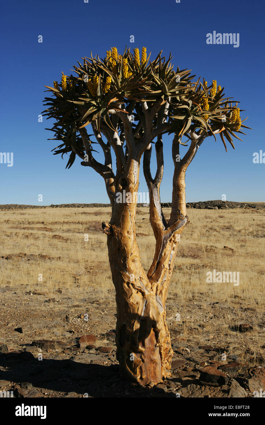 Lone quiver tree in Namib Desert, Namibia Stock Photo - Alamy