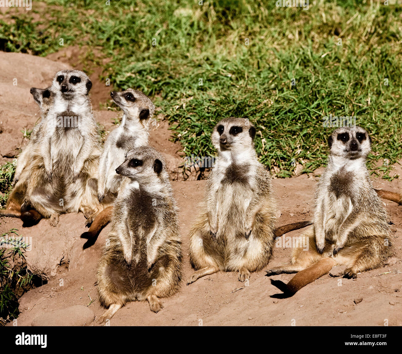 Six meerkats (suricata suricatta) sitting on rocks Stock Photo - Alamy