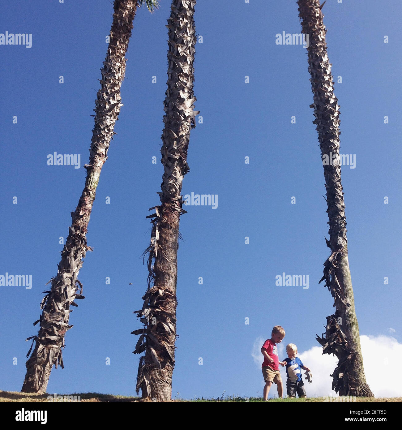 Two boys playing by palm trees Stock Photo - Alamy