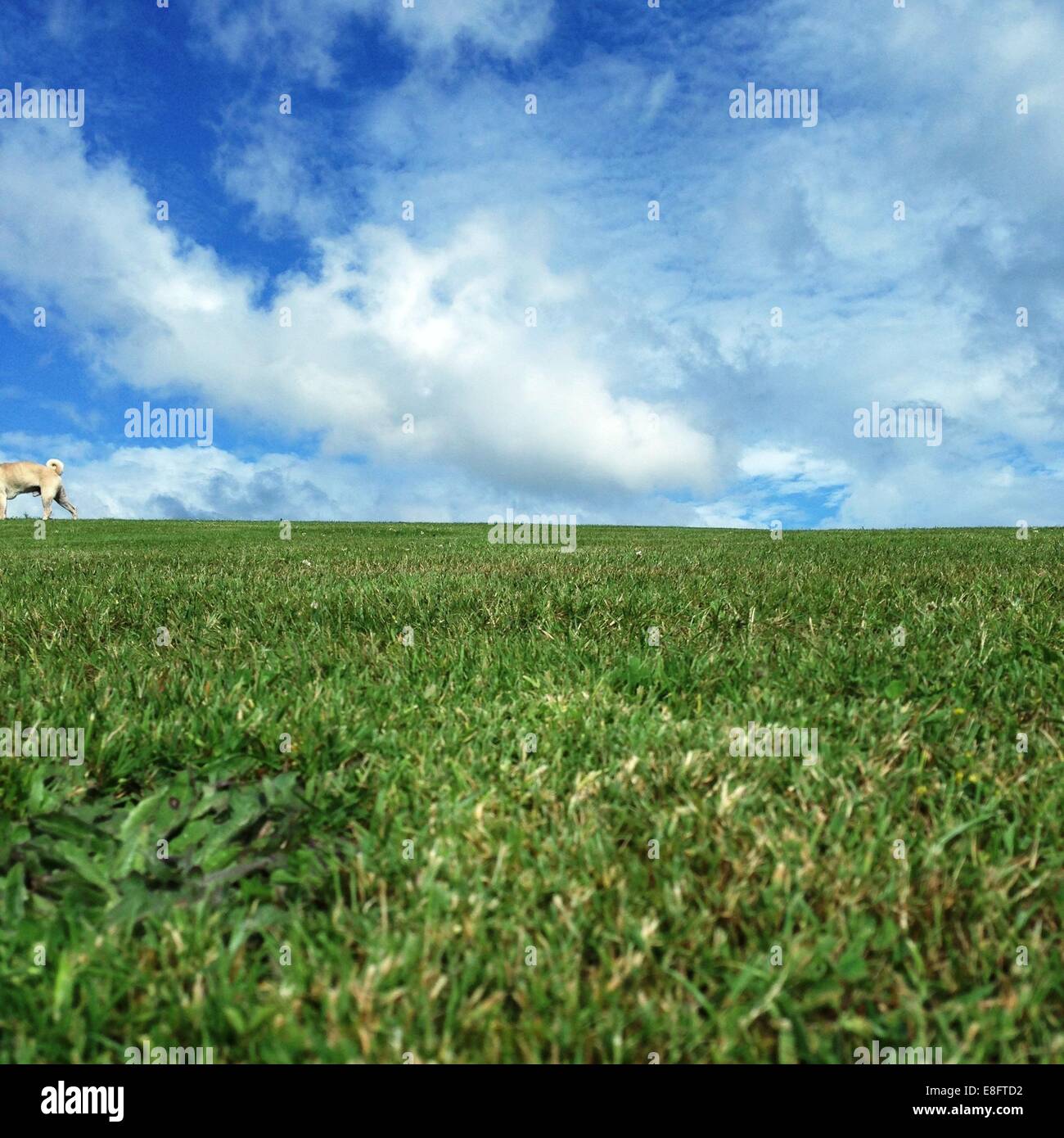 Pug dog walking in a field, USA Stock Photo - Alamy