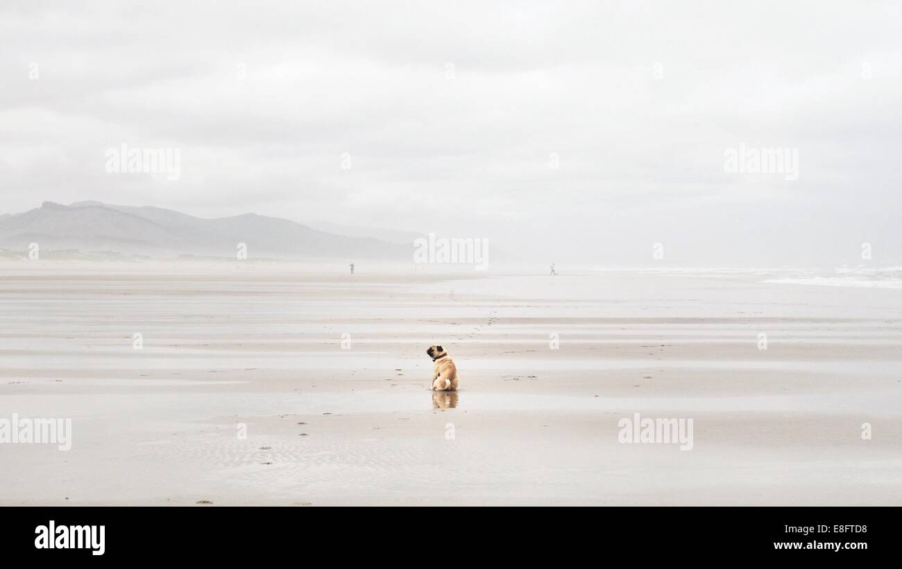 Rear view of pug dog sitting on beach, California, USA Stock Photo - Alamy