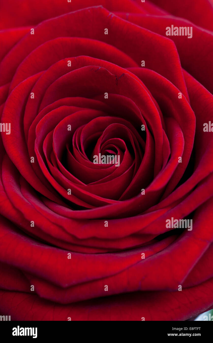 Close up of red rose Stock Photo - Alamy