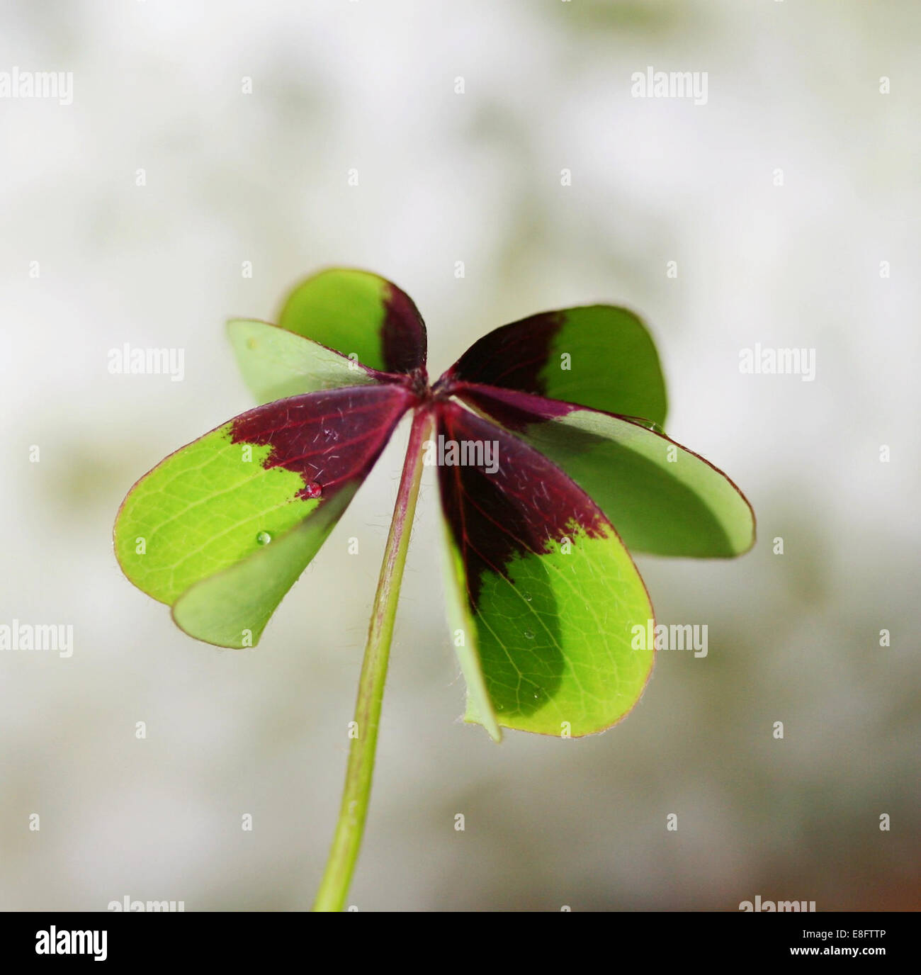 Close-up of a Four leafed clover Stock Photo - Alamy