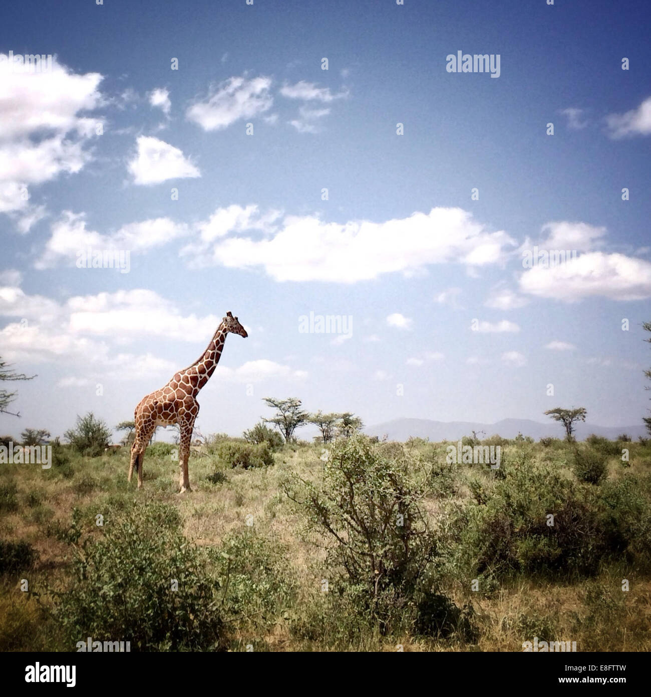 Side view of a giraffe hi-res stock photography and images - Alamy