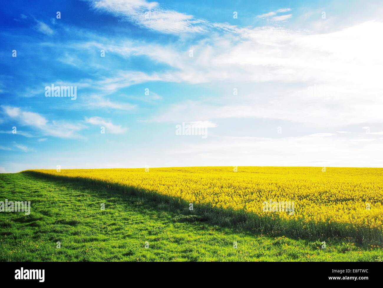 Rapeseed field, Dalarna, Svealand, Sweden Stock Photo - Alamy