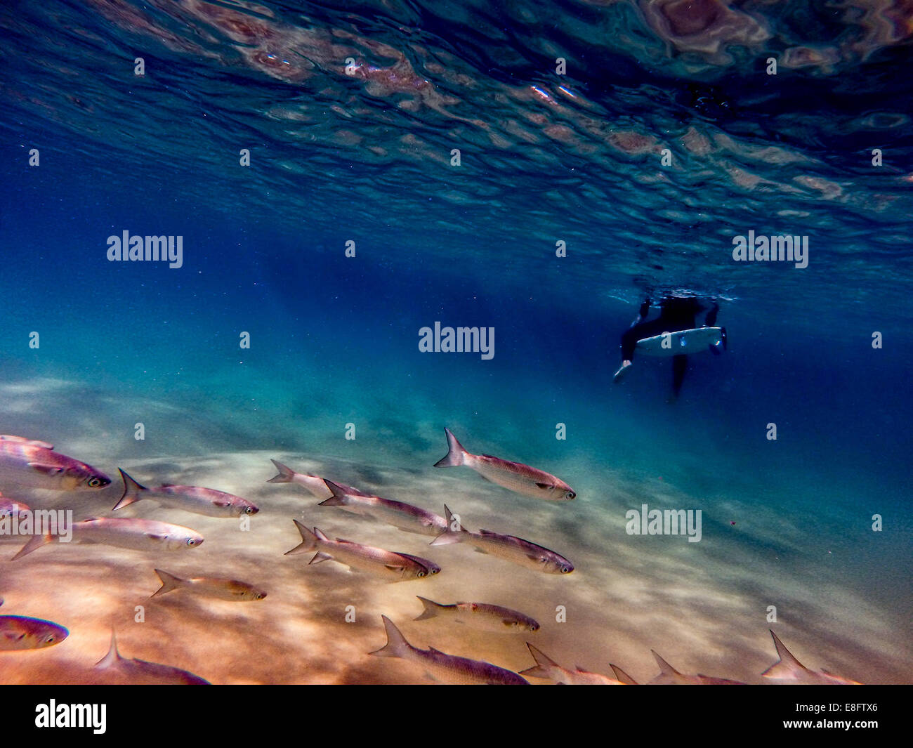 Shoal of fish hi-res stock photography and images - Alamy
