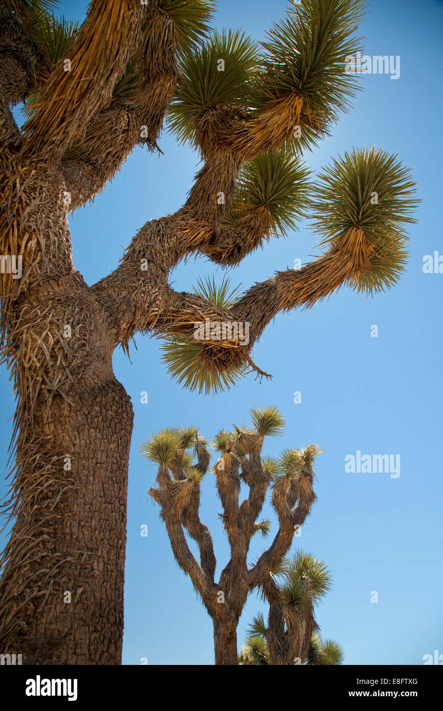 USA, View of Joshua trees Stock Photo - Alamy