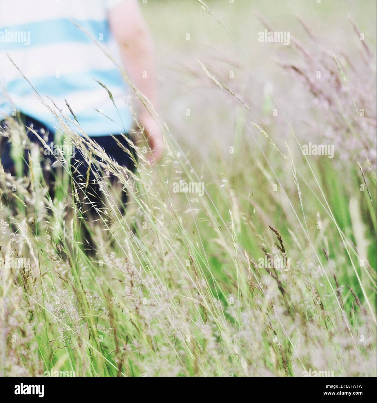 Rear view of boy walking through field of long grass Stock Photo - Alamy