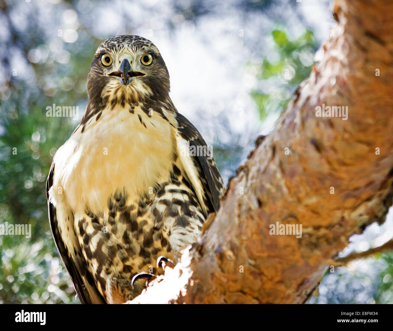 Red tailed hawk hi-res stock photography and images - Alamy