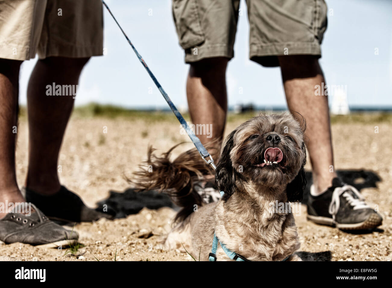 Two men walking dog Stock Photo - Alamy