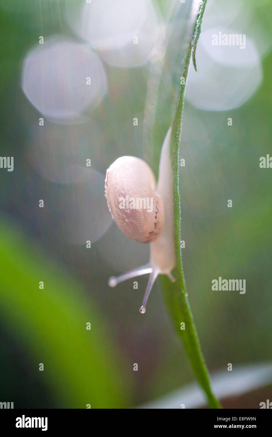 Small garden snail on blade of grass Stock Photo - Alamy