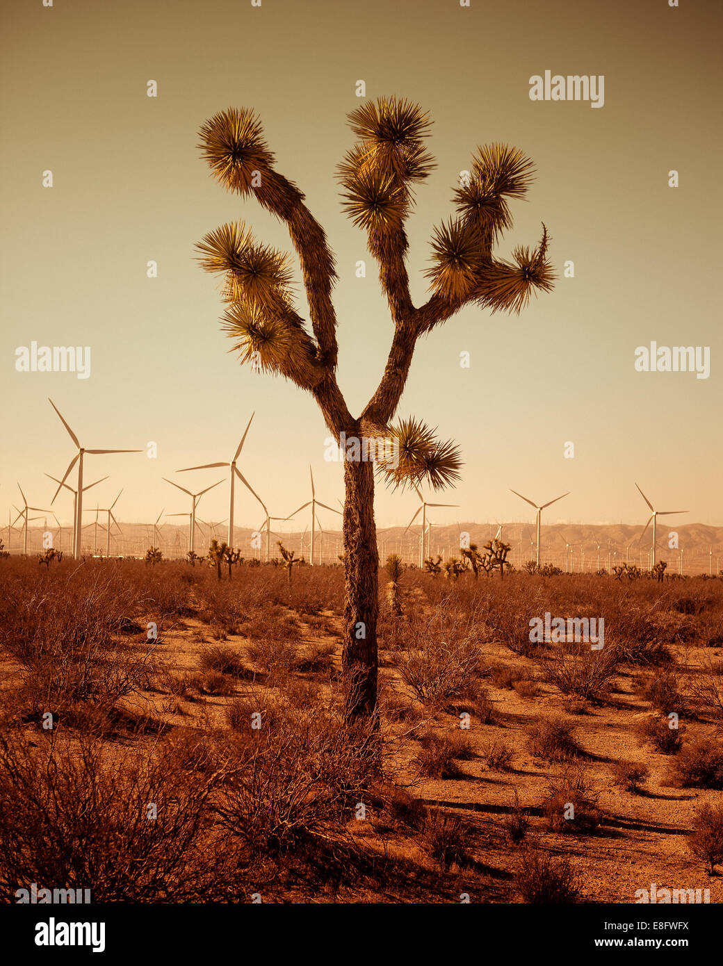 Single tree of desert hi-res stock photography and images - Alamy