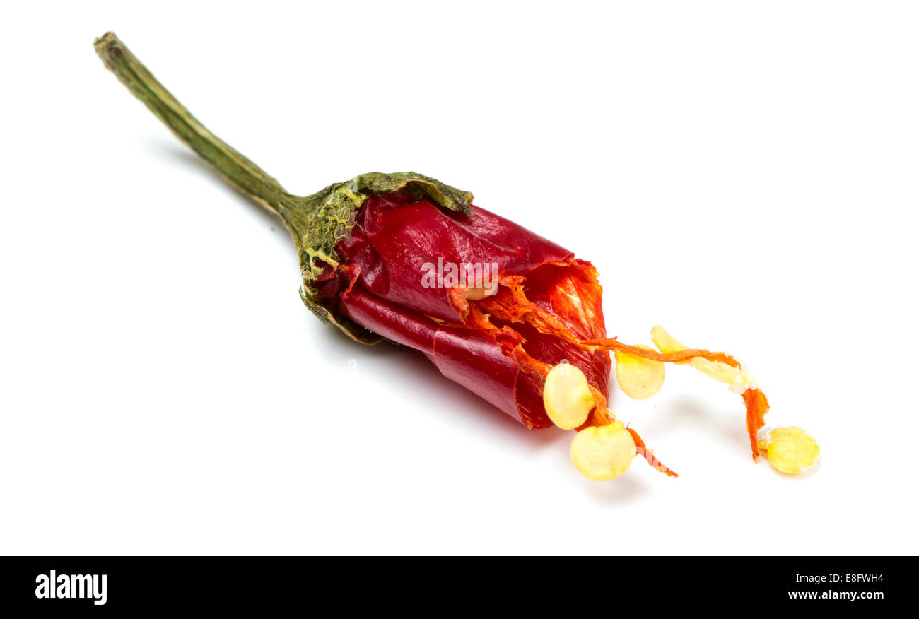 Chilli piece isolated on white background Stock Photo - Alamy