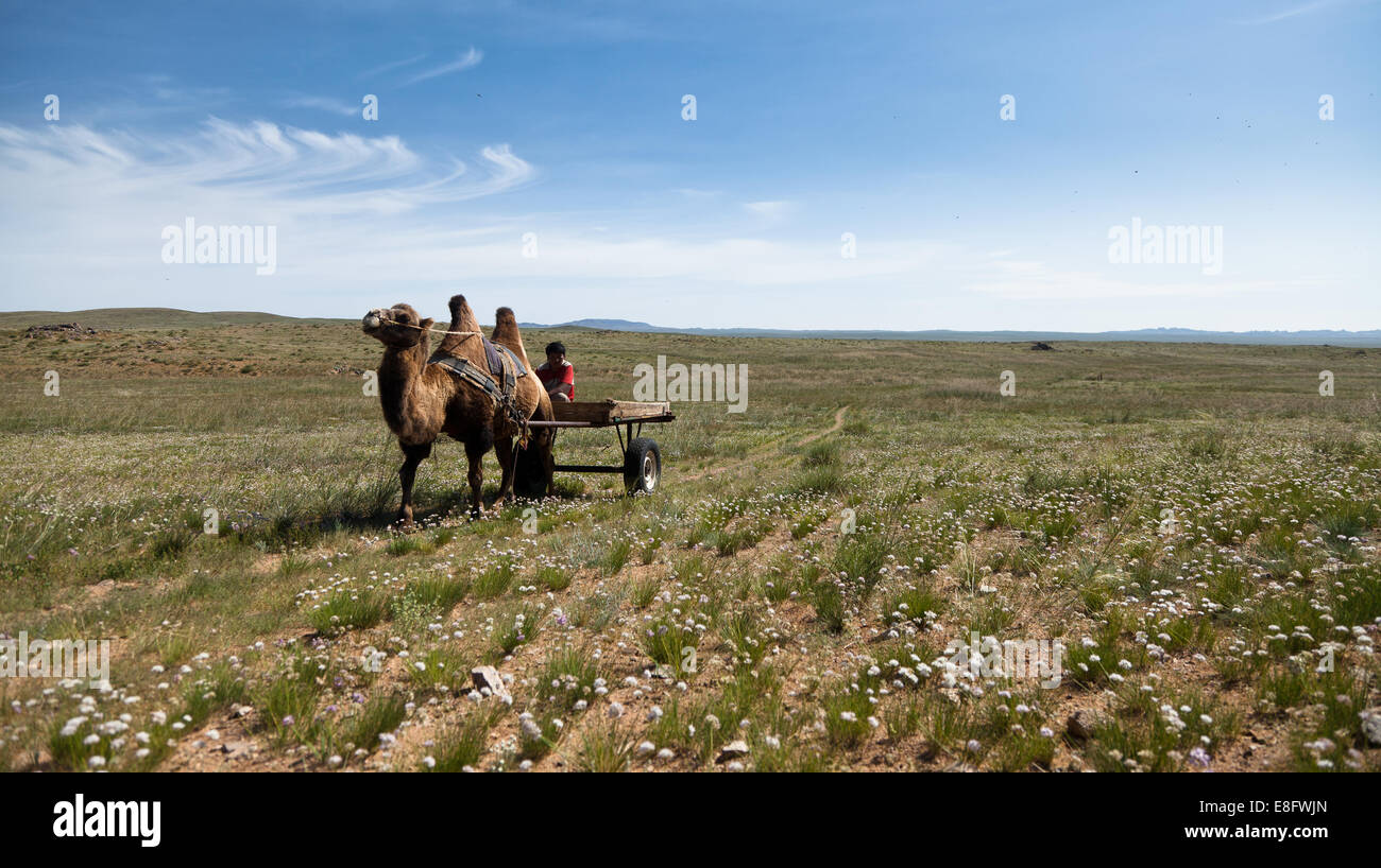 Camel pulling cart hi-res stock photography and images - Alamy