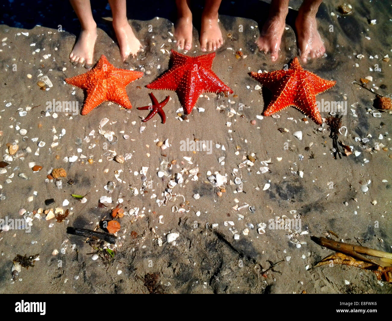 Starfish Feet Sand High Resolution Stock Photography and Images - Alamy