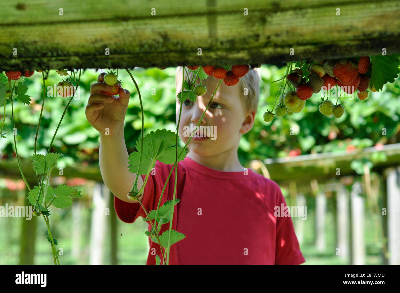 Children picking strawberry hi-res stock photography and images - Alamy