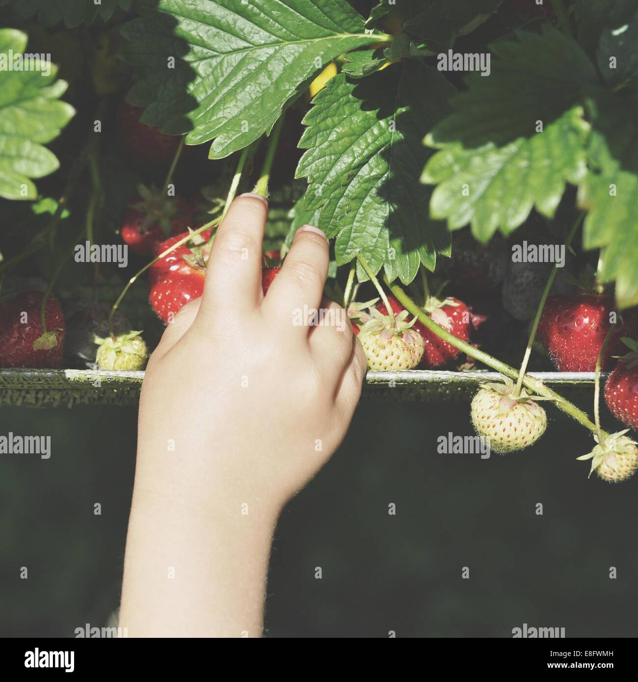 Boy picking strawberries Stock Photo - Alamy