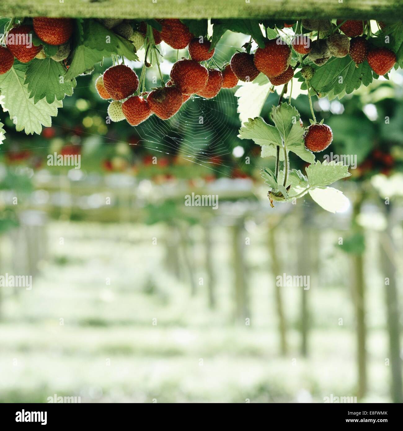 Close up of strawberry plants Stock Photo - Alamy