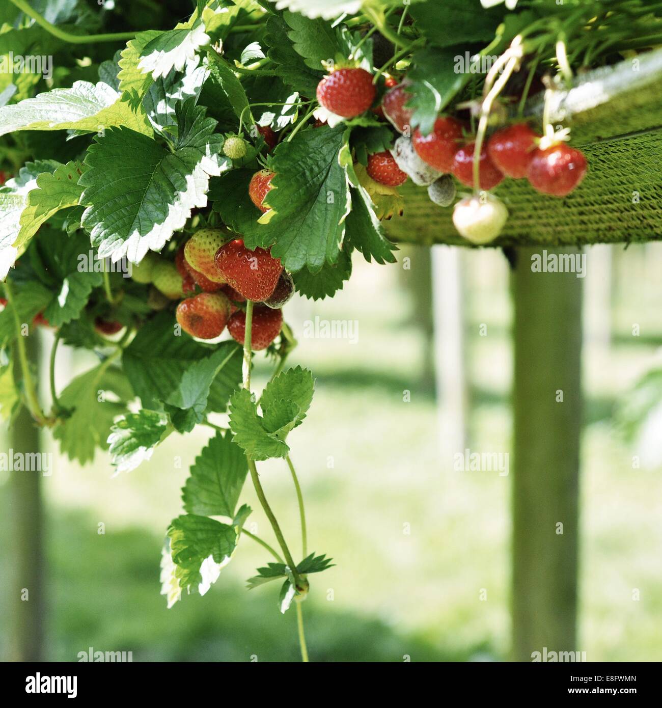 Close up of strawberry plants Stock Photo - Alamy