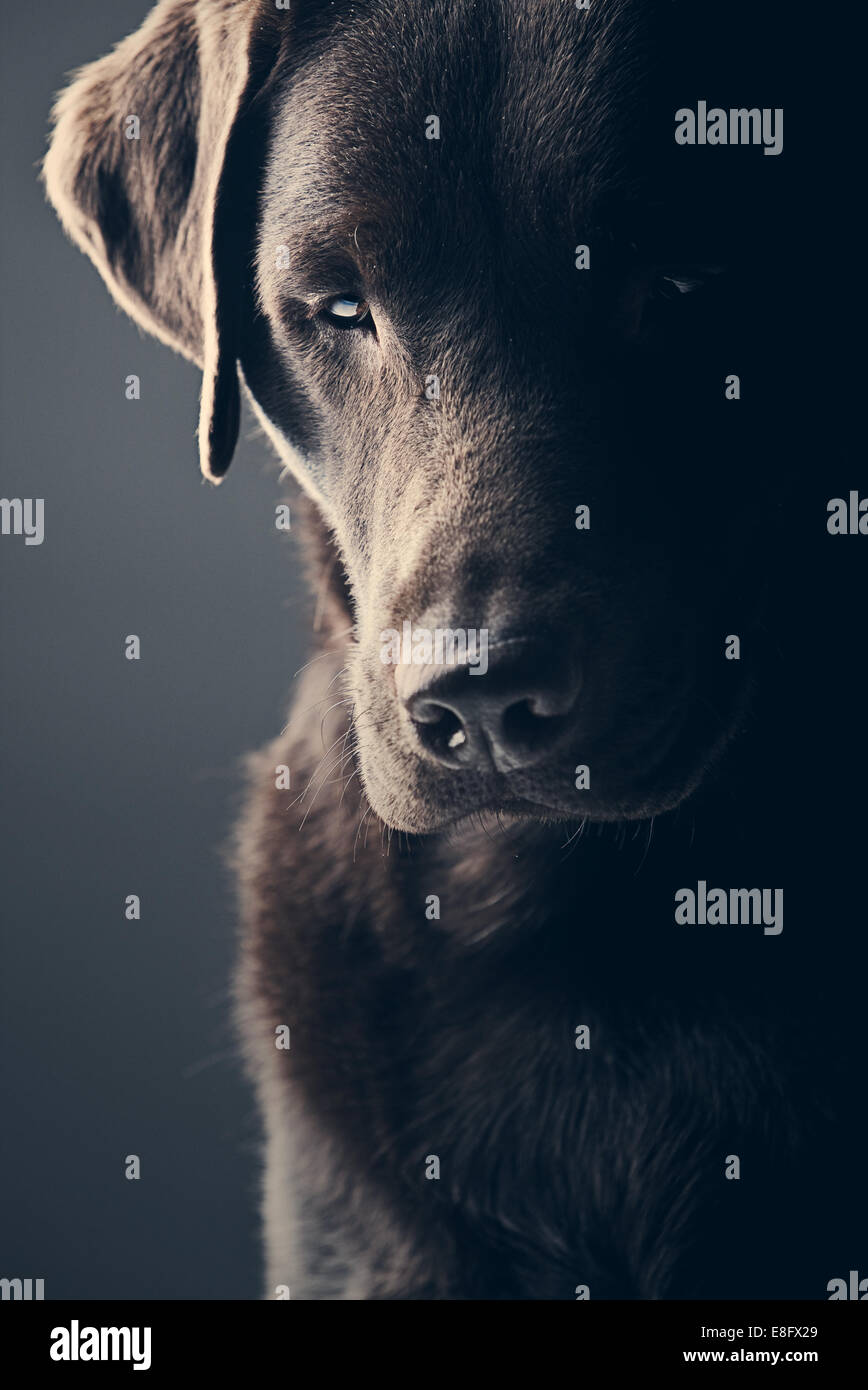 Sad Chocolate Labrador Stock Photo - Alamy
