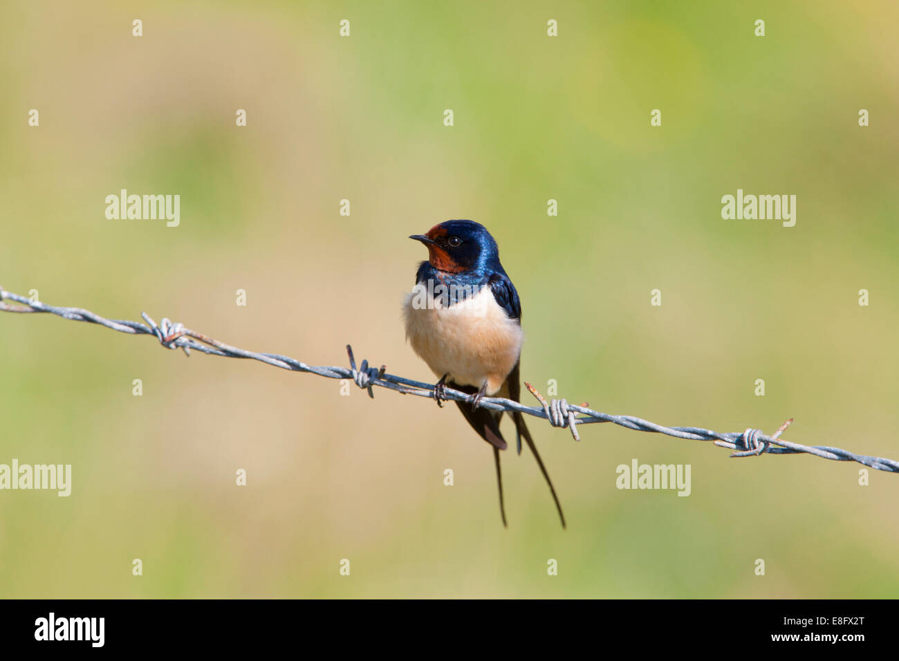 Barn Swallow Hirundo rustica adult male singing on a barbed wire fence ...
