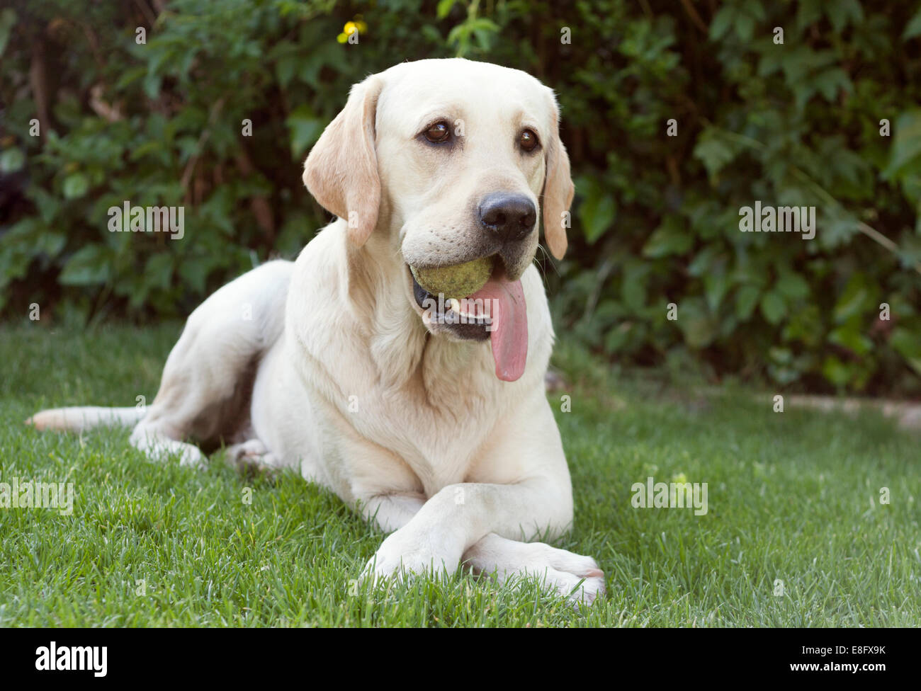 View of labrador dog with ball in its mouth Stock Photo - Alamy