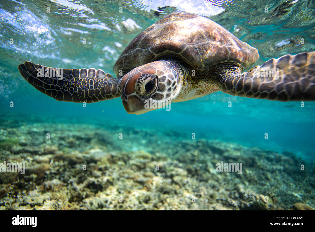 Turtle swimming underwater, Lady Elliot Island, Great Barrier Reef ...