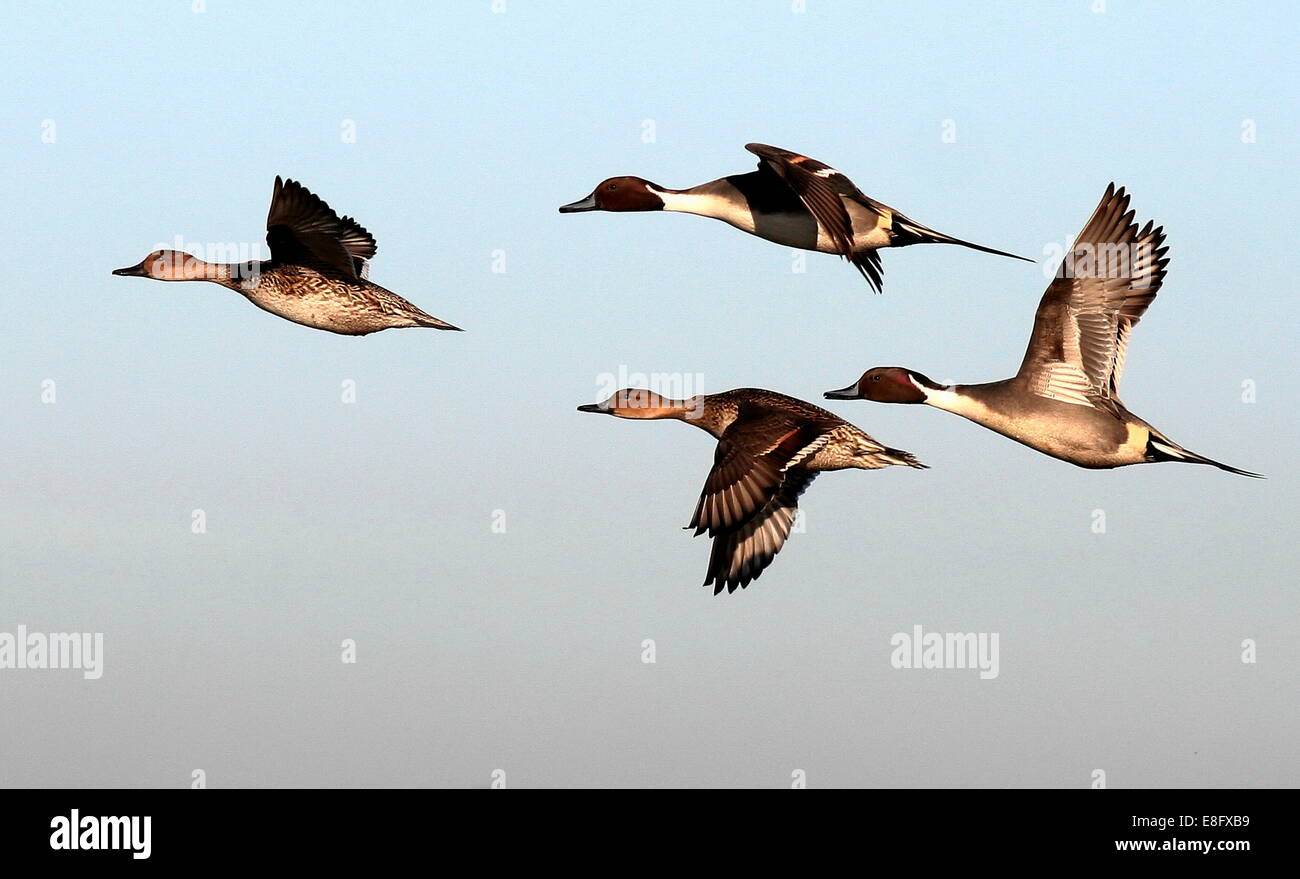 Flying pintails hi-res stock photography and images - Alamy