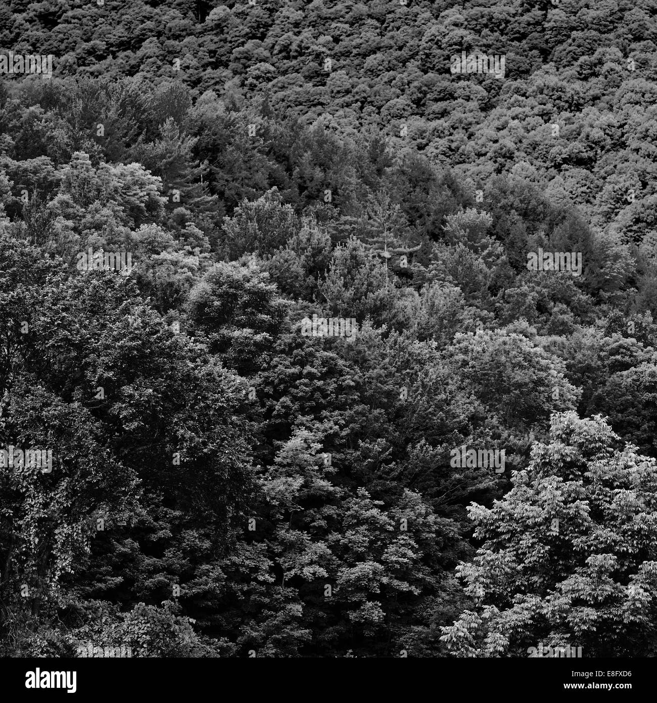 Aerial view of forest Stock Photo - Alamy