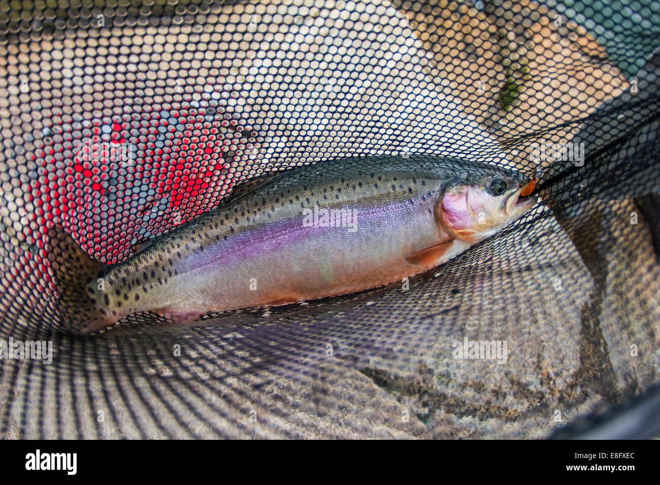 Dead Animal Stock Photos & Dead Animal Stock Images - Alamy