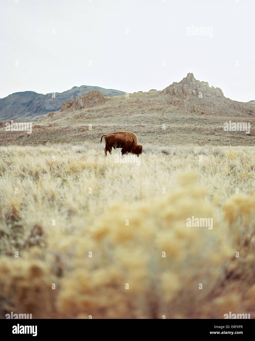 Buffalo grazing hi-res stock photography and images - Alamy