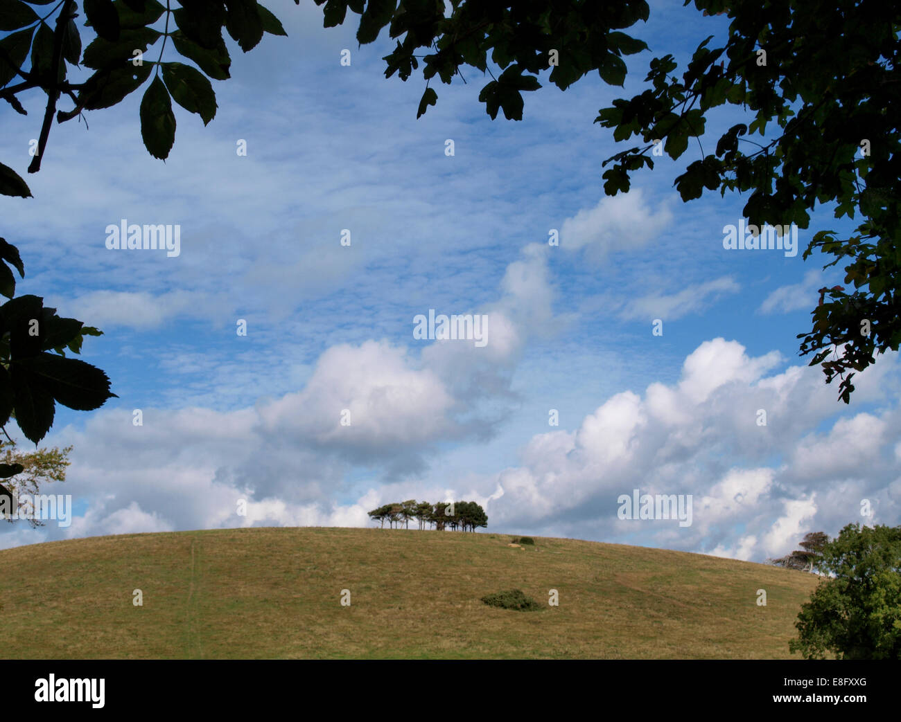 Clump of trees hi-res stock photography and images - Alamy