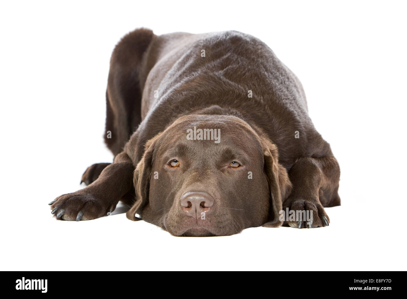 Adult chocolate labrador retriever hi-res stock photography and images ...
