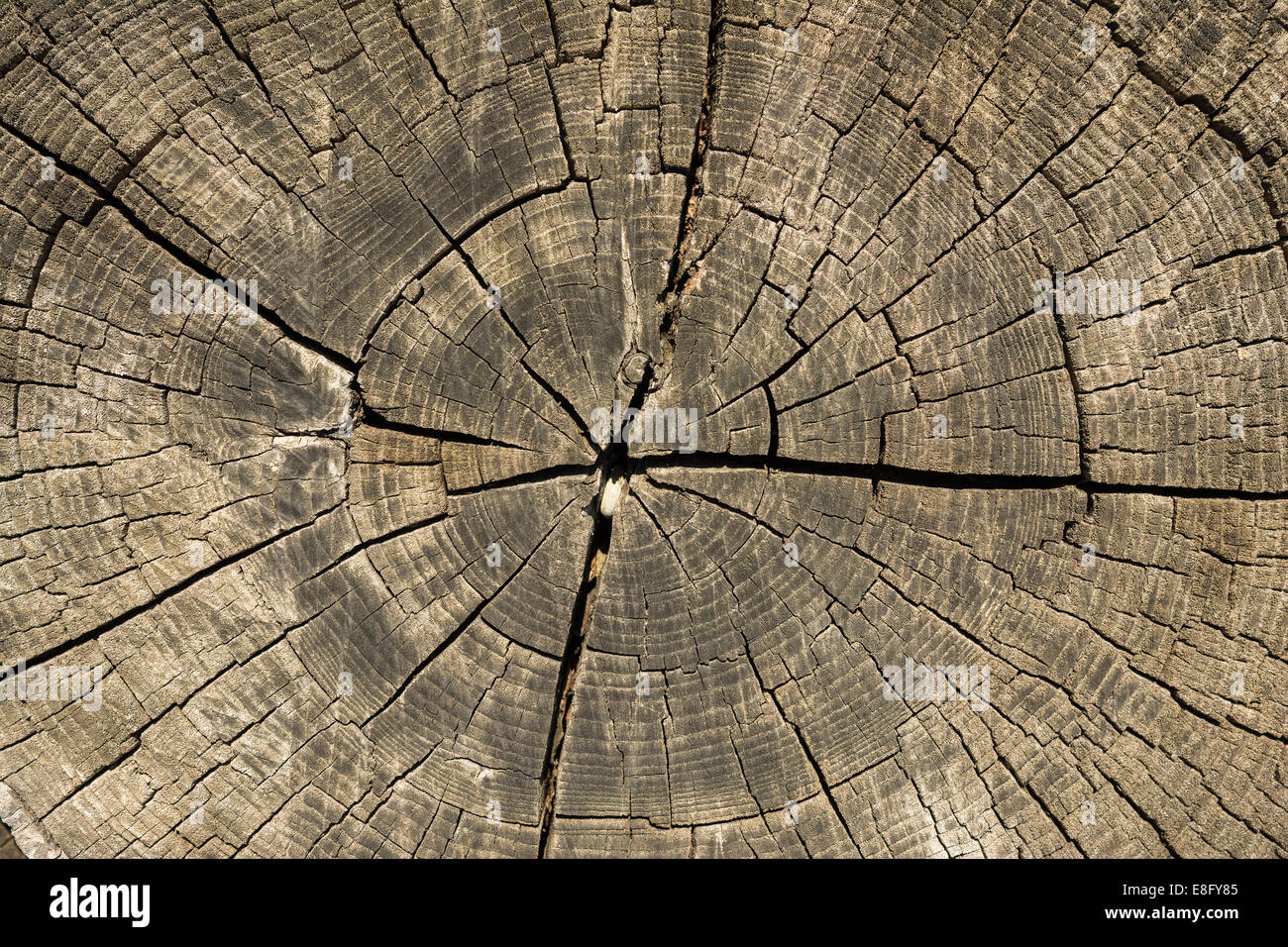 Old Tree Section Texture Macro Stock Photo - Alamy