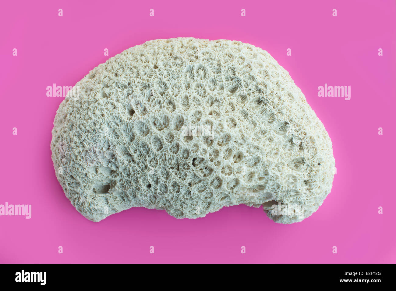 Round coral on pink background Stock Photo - Alamy