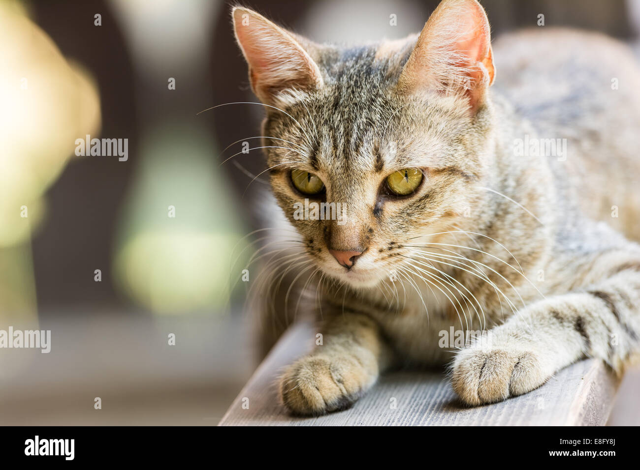 Closeup portrait sweet little hi-res stock photography and images - Alamy