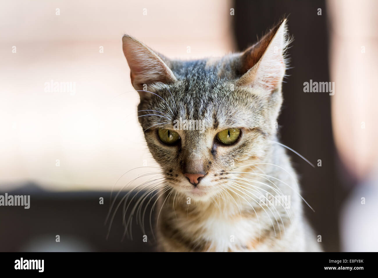 Cute domestic grey cat hi-res stock photography and images - Alamy