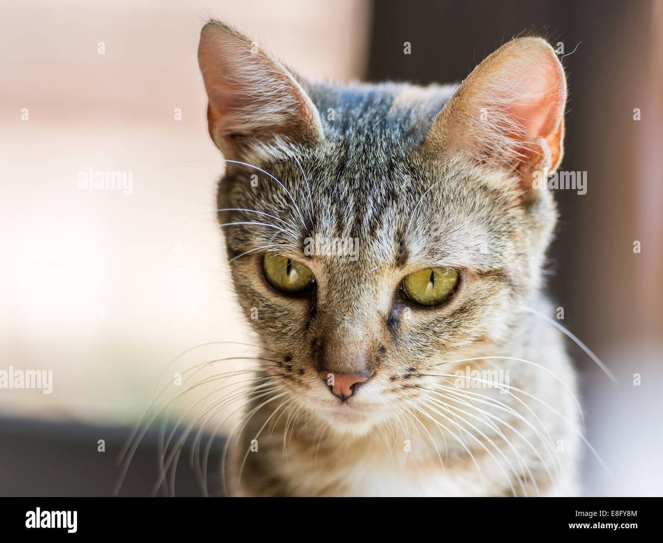 Cute Domestic Female Cat Portrait Stock Photo - Alamy