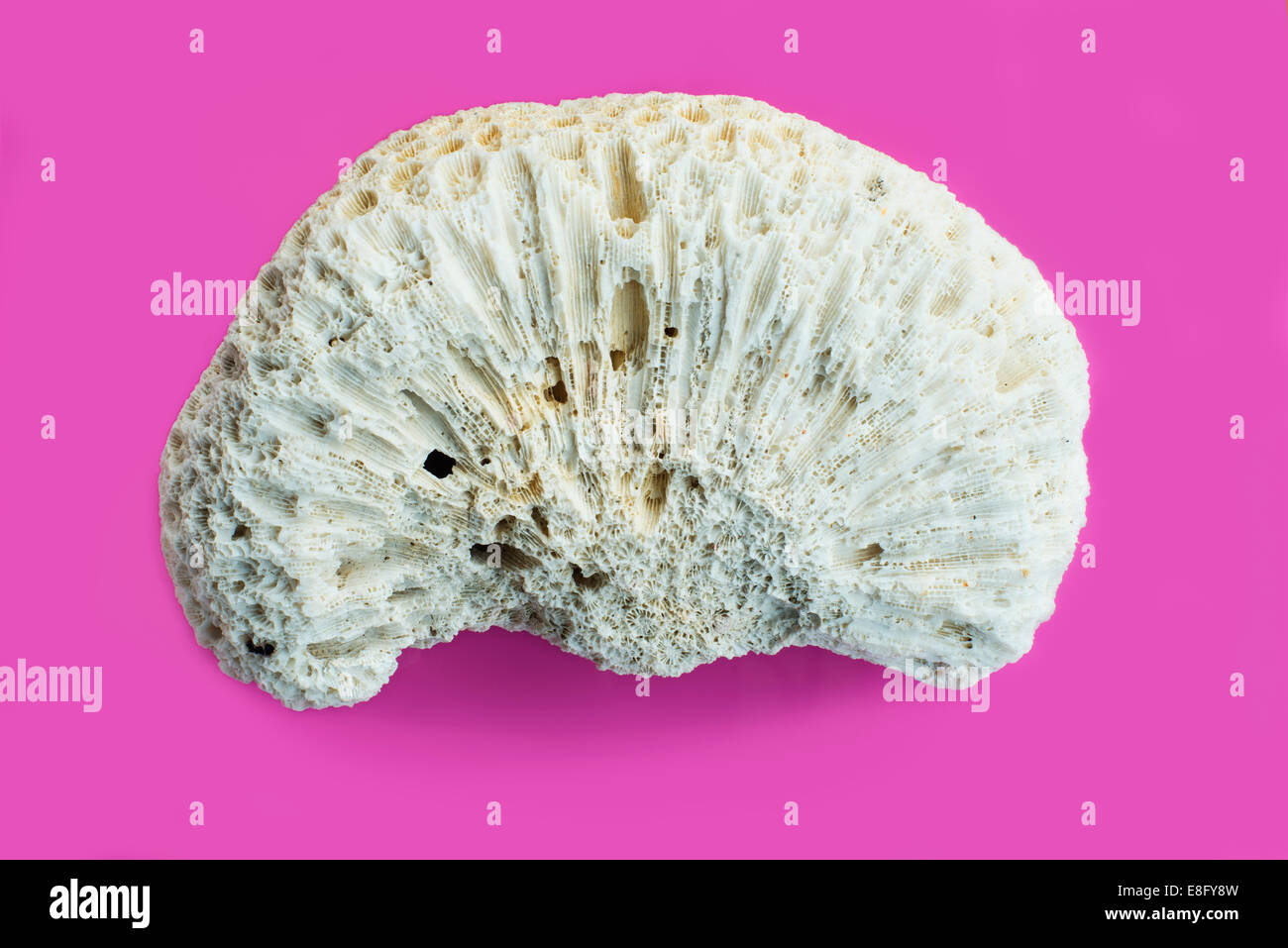 Round coral on pink background Stock Photo - Alamy